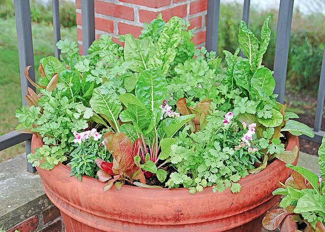 From the Garden: Flavorful herb gardens enhance outdoor gatherings ...